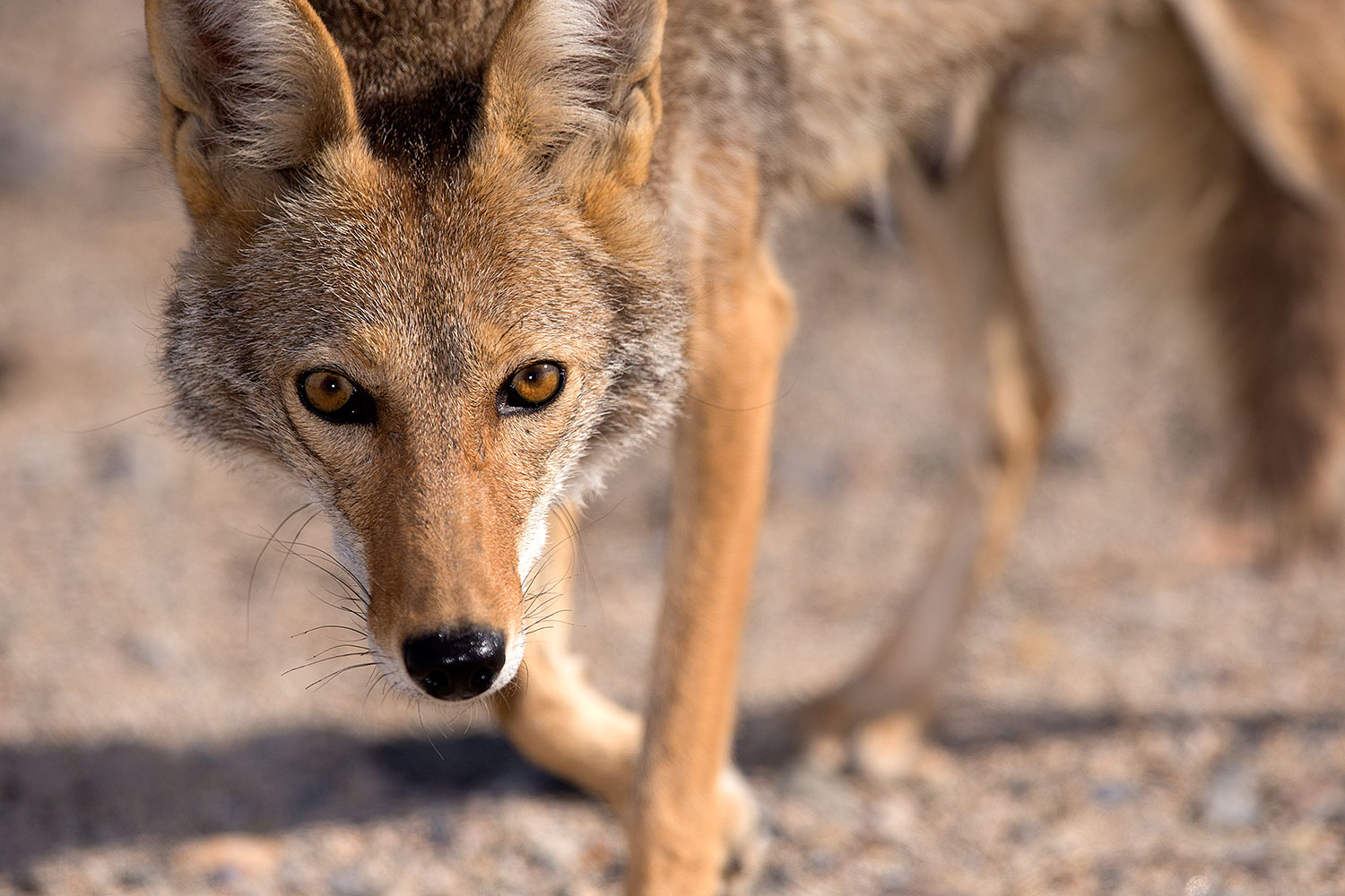 Coyotes and sand dunes... but not together, and Grand Canyon - FM Forums