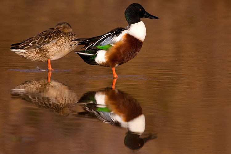 Nature & Wildlife - Photography - FM Forums